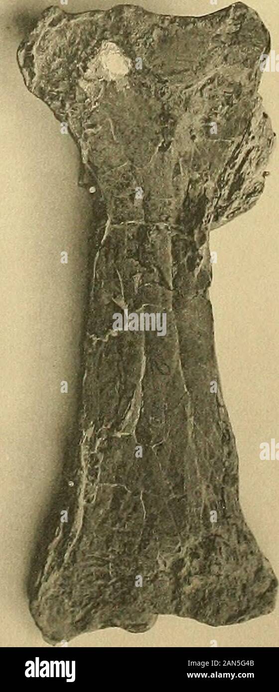 Memoirs of the Connecticut Academy of Arts and Sciences . Plate XXI ...