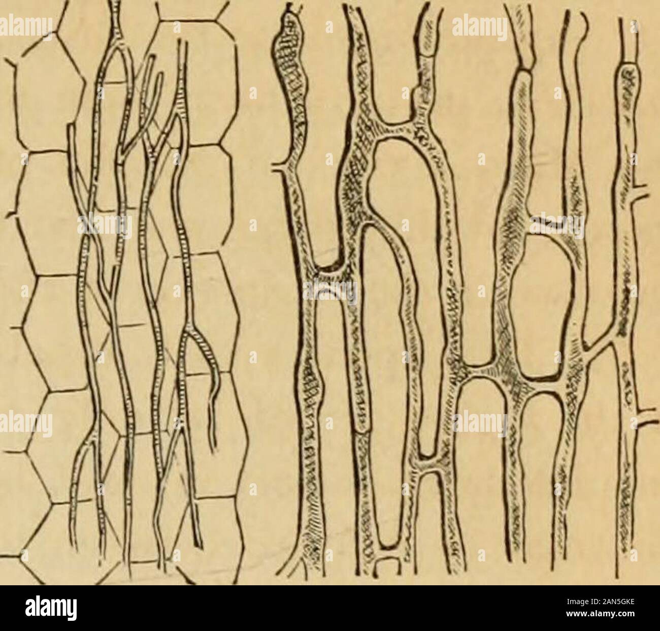 Interlaced name hi-res stock photography and images - Alamy