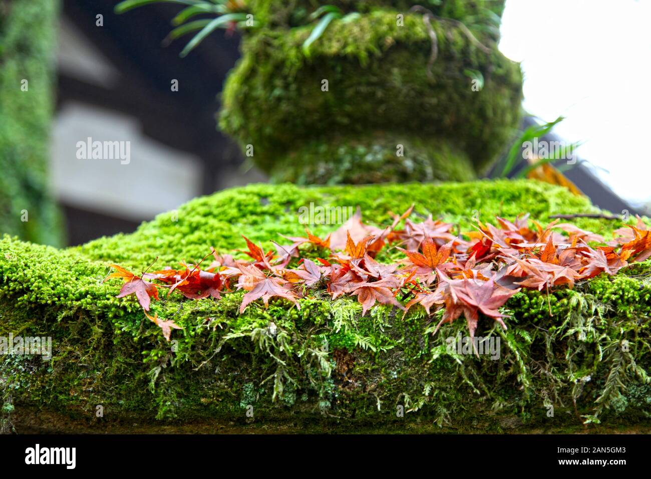 Moss covered stone lantern at the Kasuga Grand Shrine with maple leaves ...