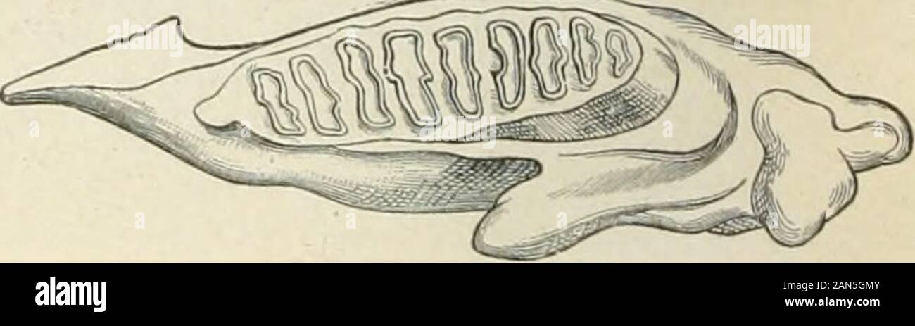 Sivalensis hi-res stock photography and images - Alamy