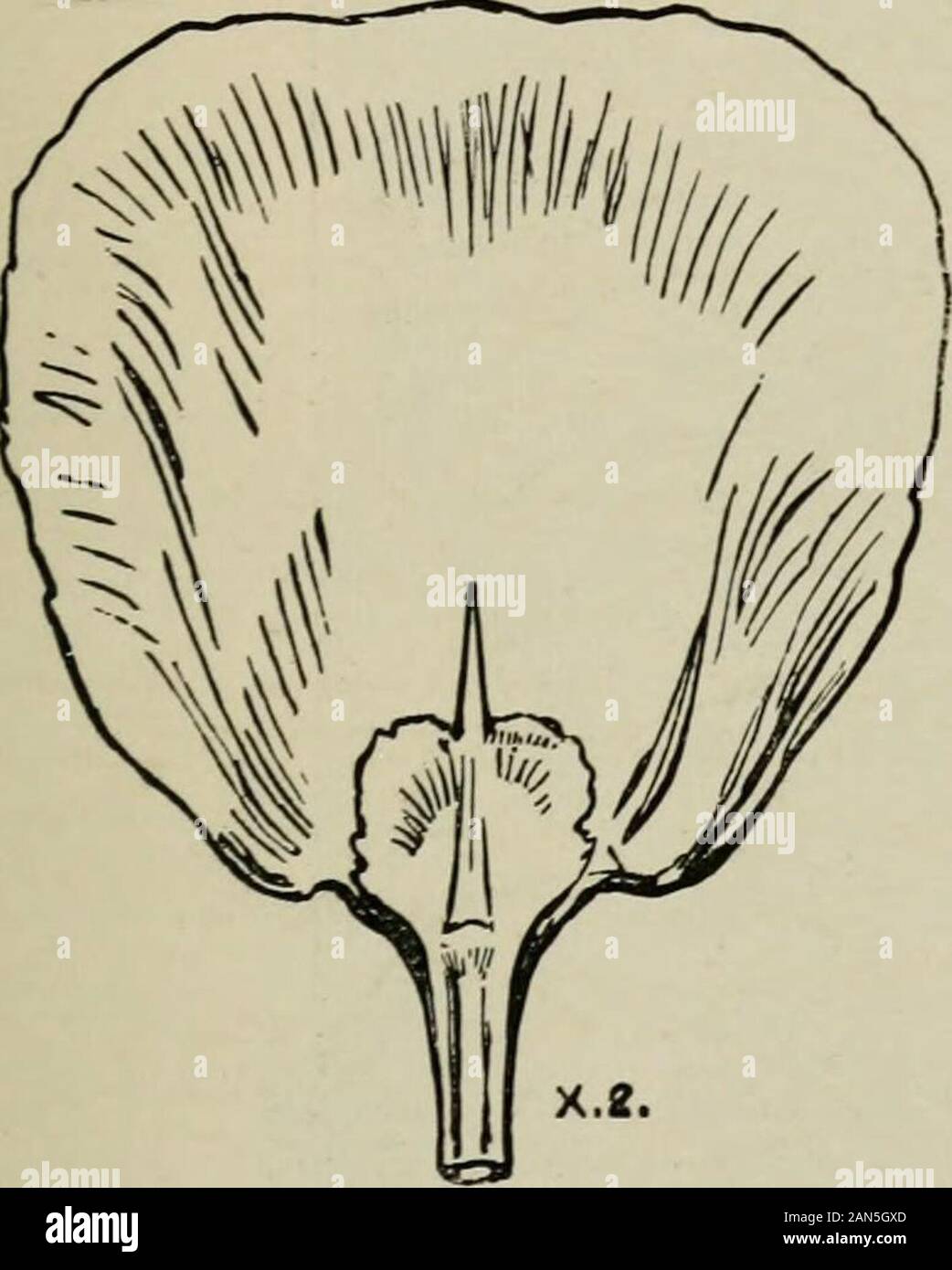 Bract scales hi-res stock photography and images - Alamy