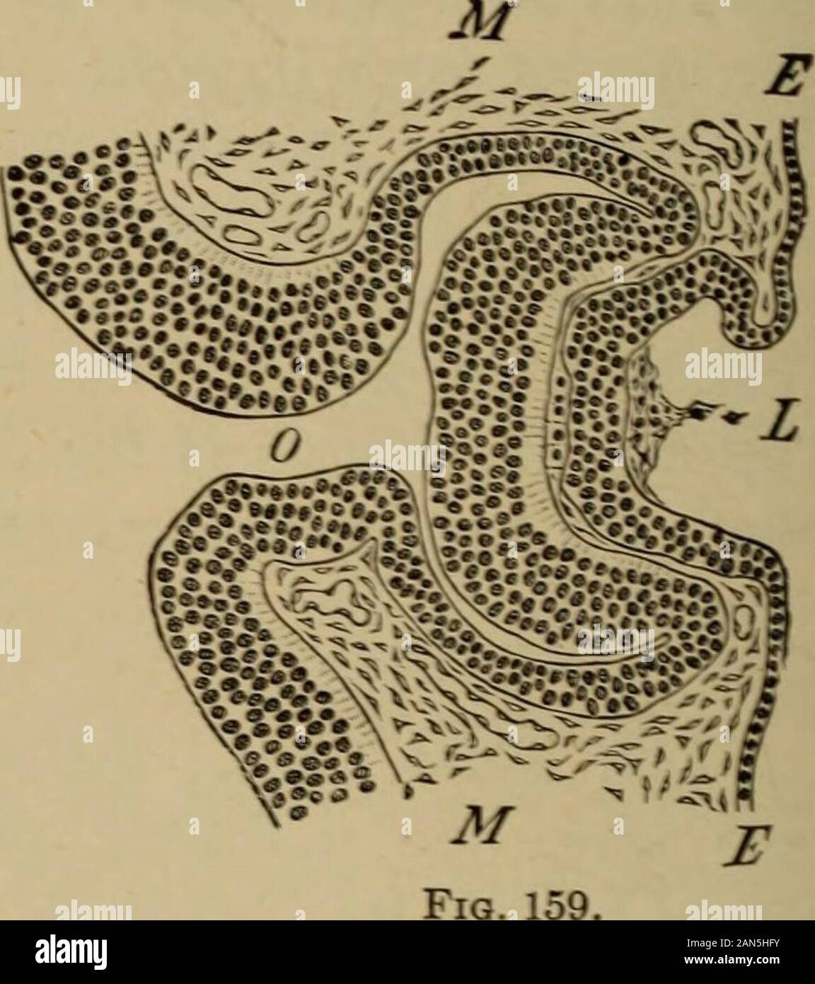 Human embryonic development cells hi-res stock photography and images ...