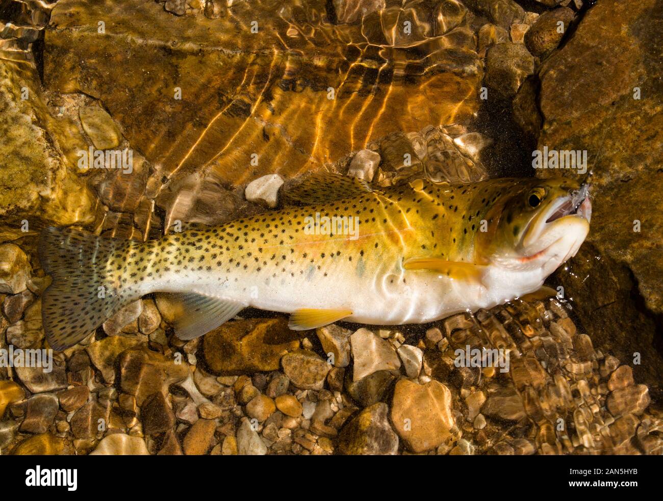 A cutbow trout caught on a Polar Pearl streamer fly, on the lower end ...