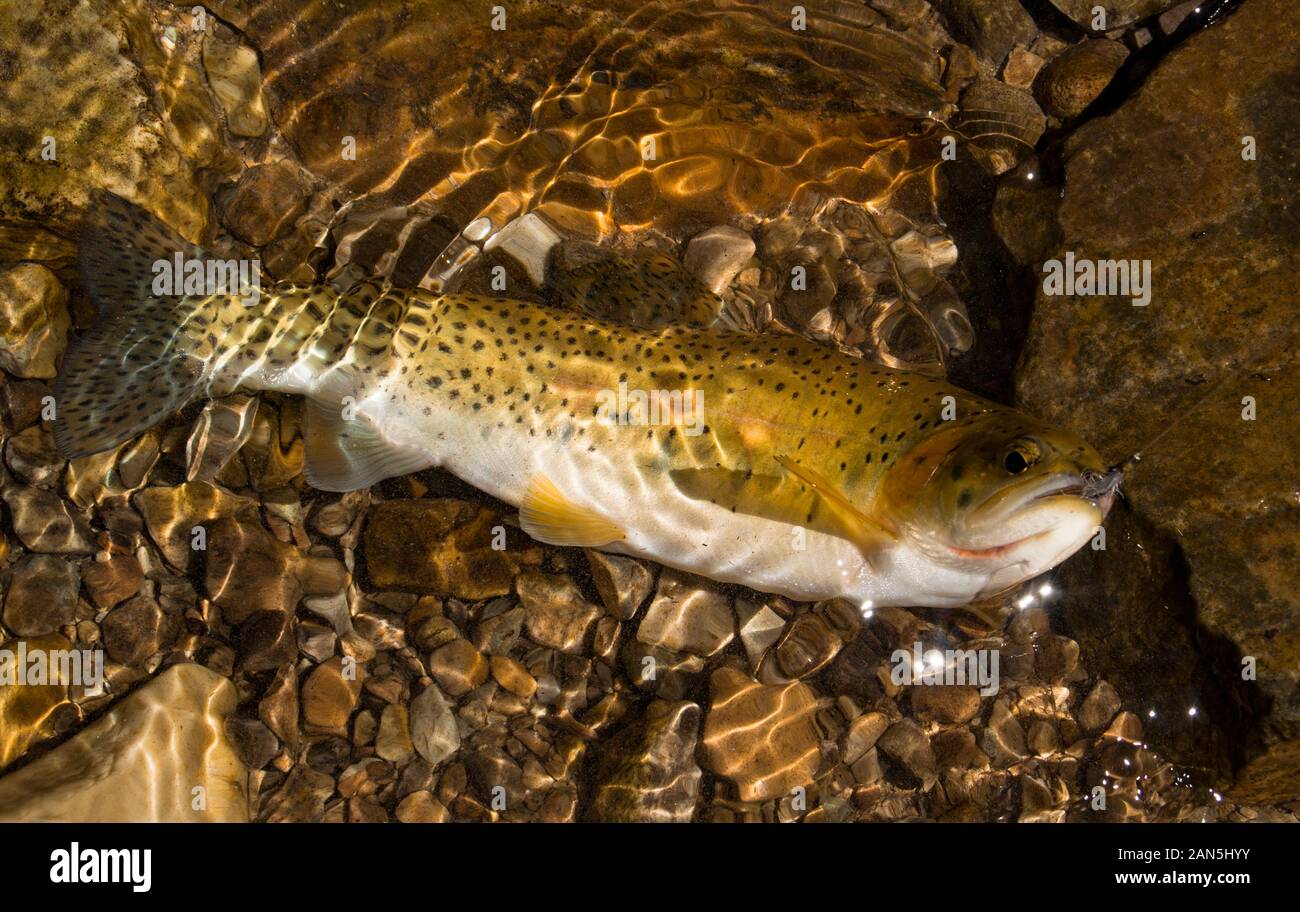 A cutbow trout caught on a Polar Pearl streamer fly, on the lower end ...