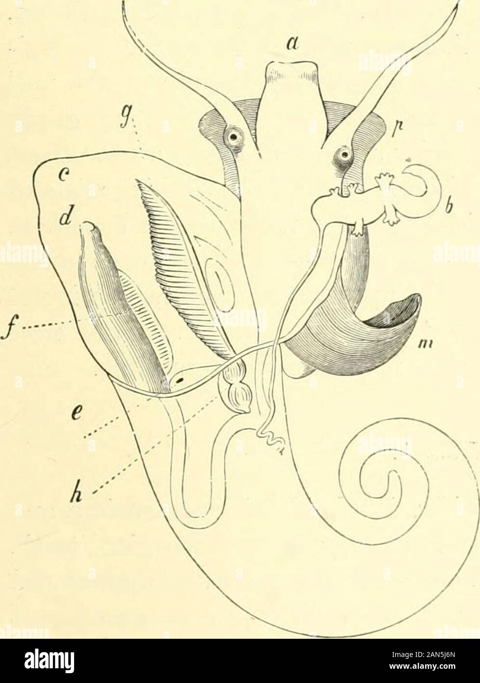 Double organs hi-res stock photography and images - Alamy
