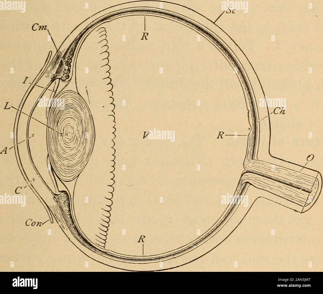 Eye anatomy tears hi-res stock photography and images - Alamy