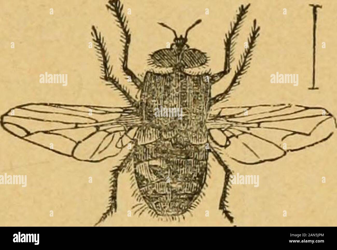 Remedies crushing hi-res stock photography and images - Alamy