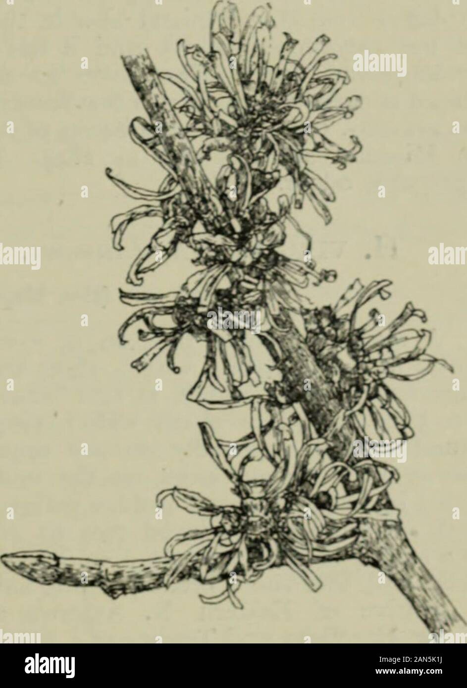 Broadly spreading shrub hi-res stock photography and images - Alamy