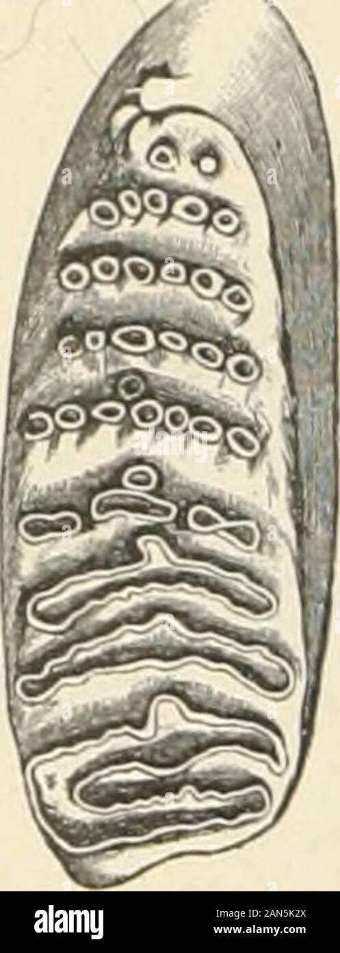 Elephas Africanus High Resolution Stock Photography and Images - Alamy