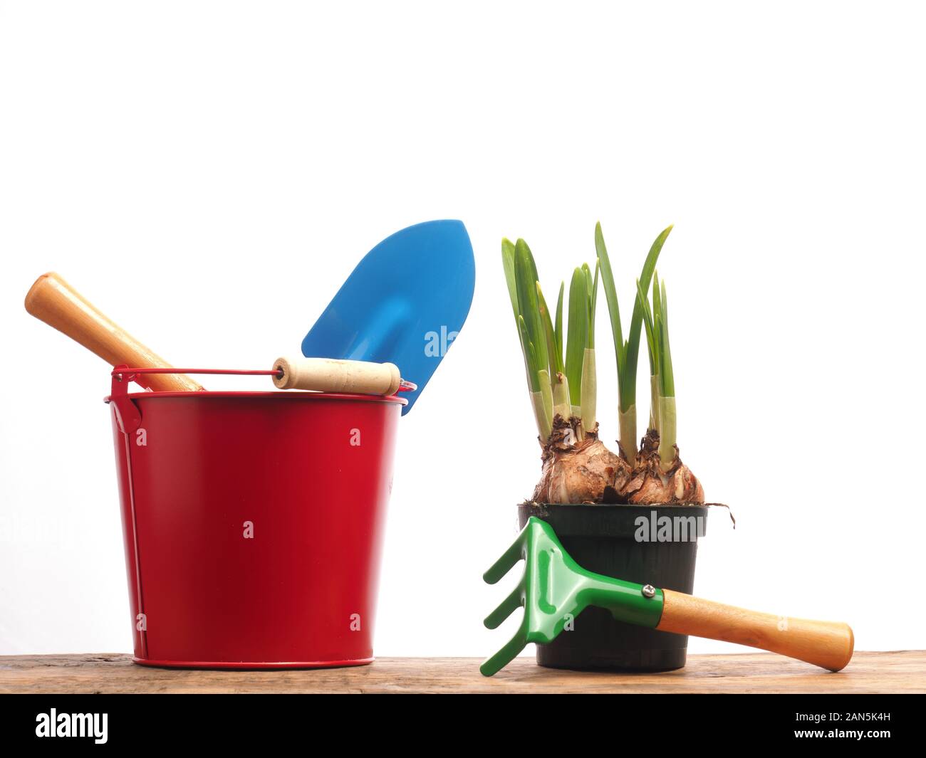 Red bucket with gardening tools and a growing narcissus on a white ...
