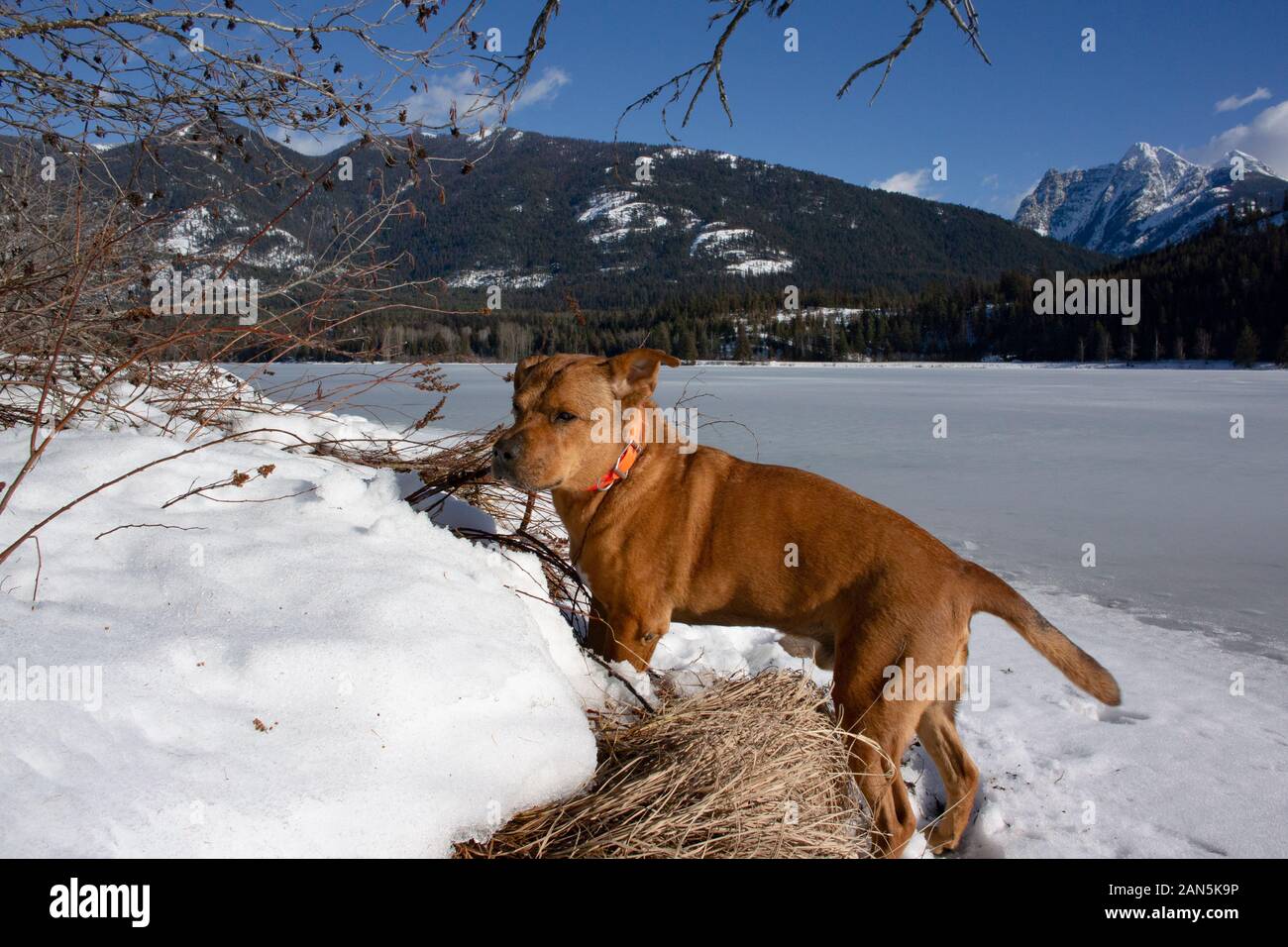 Bubba, hunting for muskrats along the edge of a frozen Bull Lake in ...