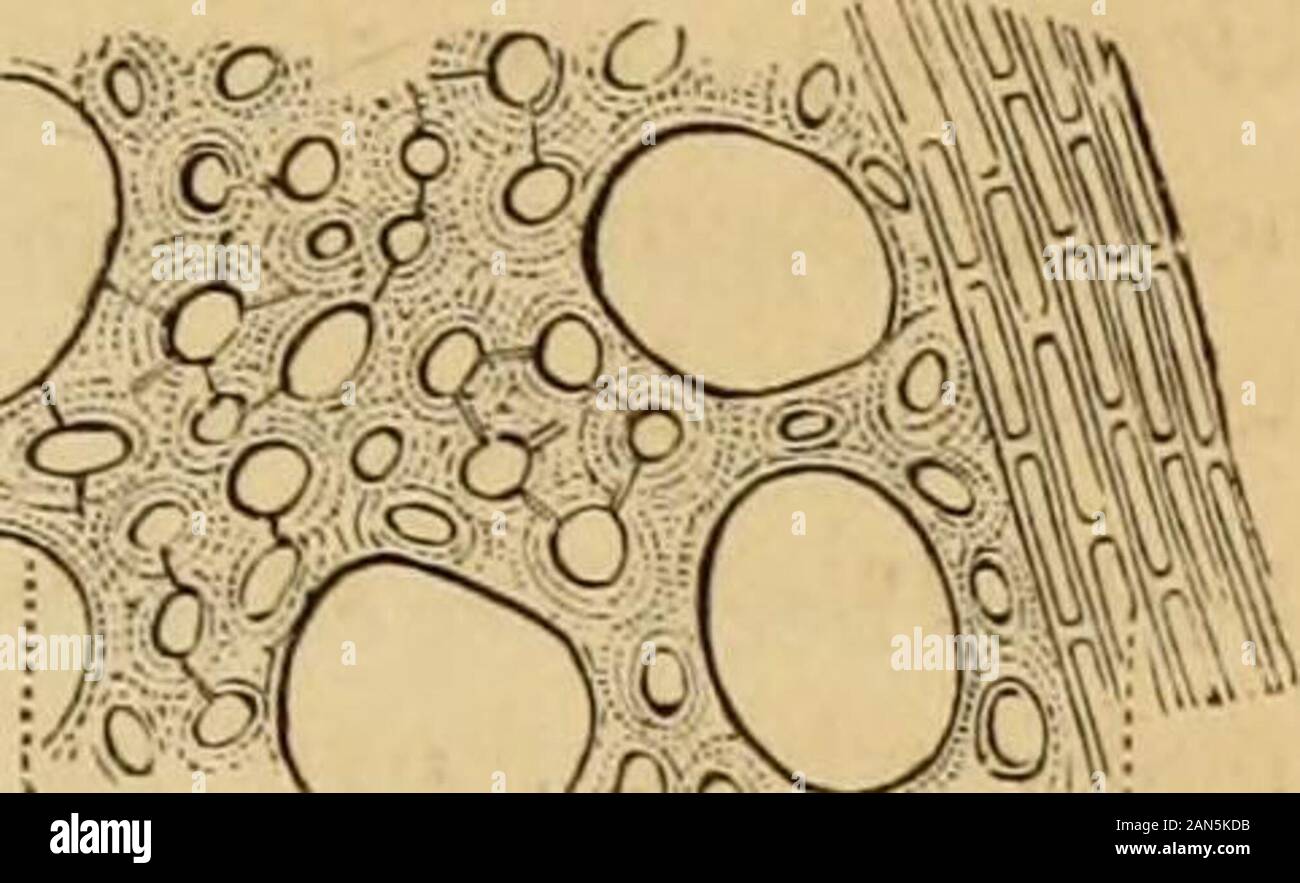 Introduction to structural and systematic botany, and vegetable ...