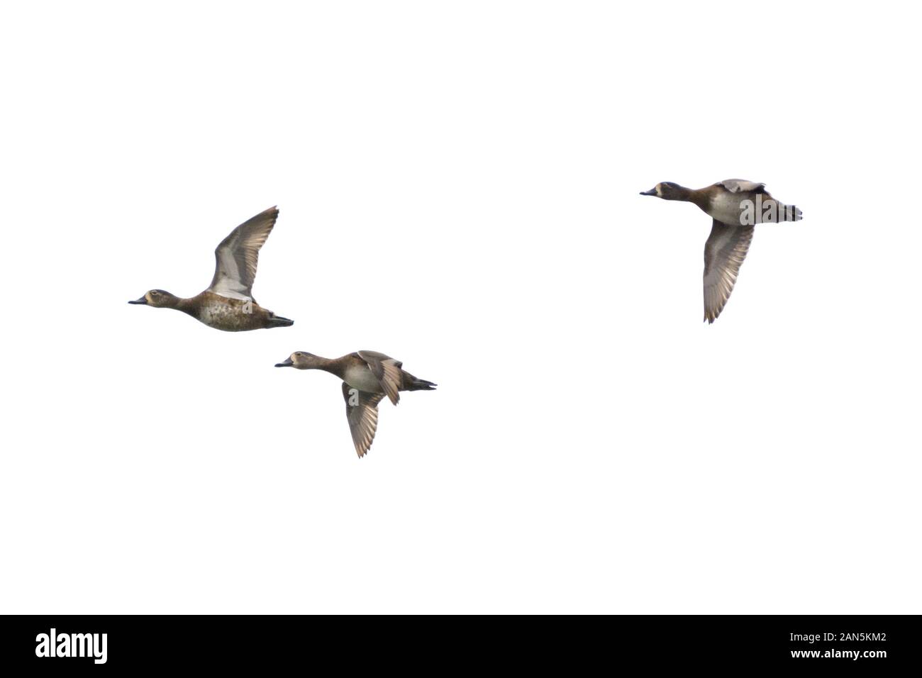 Three blue -winged teal ducks flying Stock Photo - Alamy