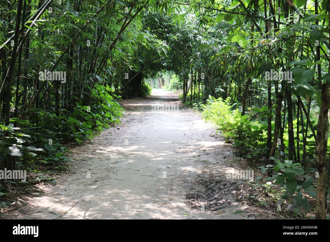 Village Road and Trees. Nature Landscape Village Road in Bangladesh ...