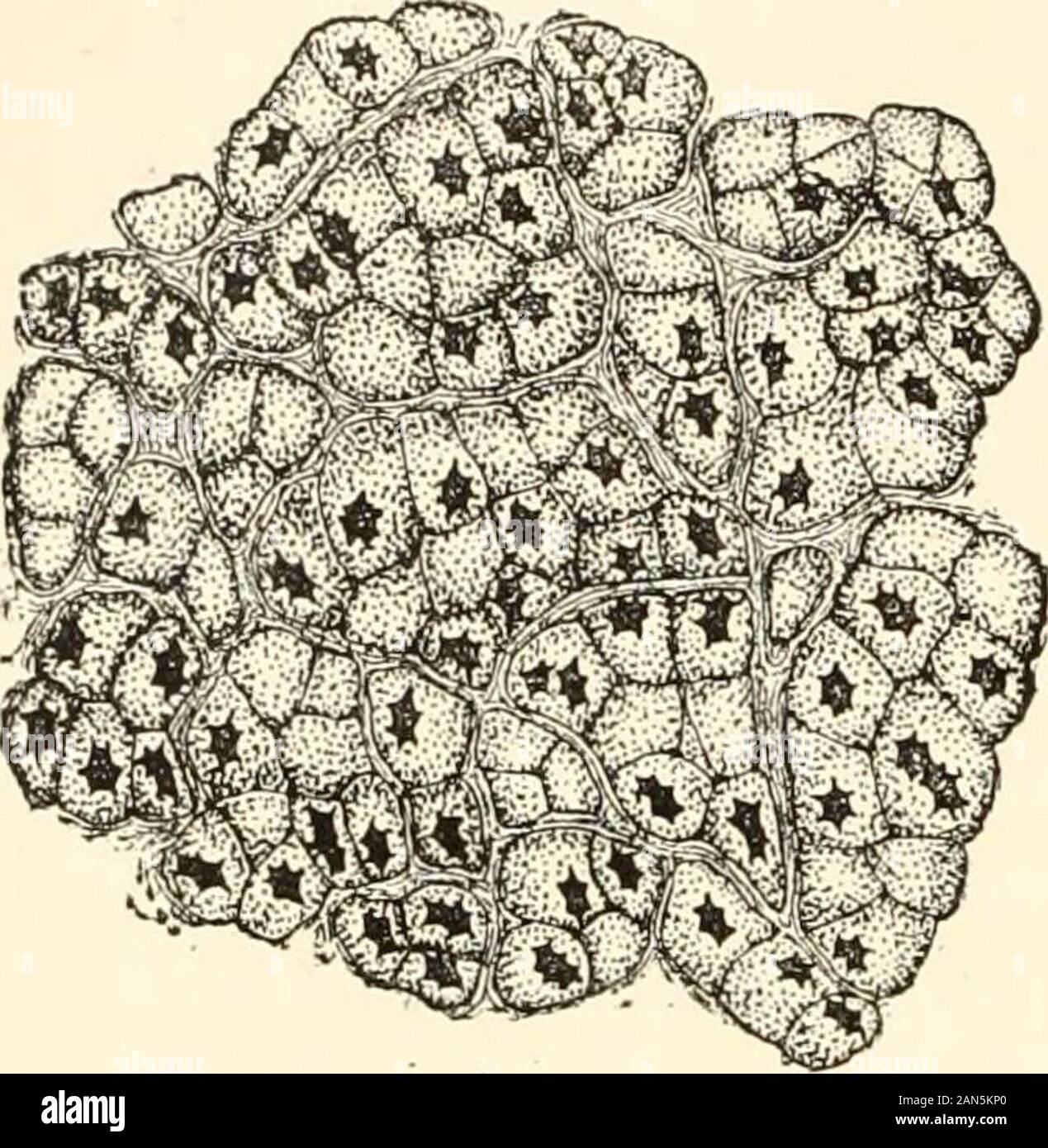 Sharp contour hi-res stock photography and images - Alamy