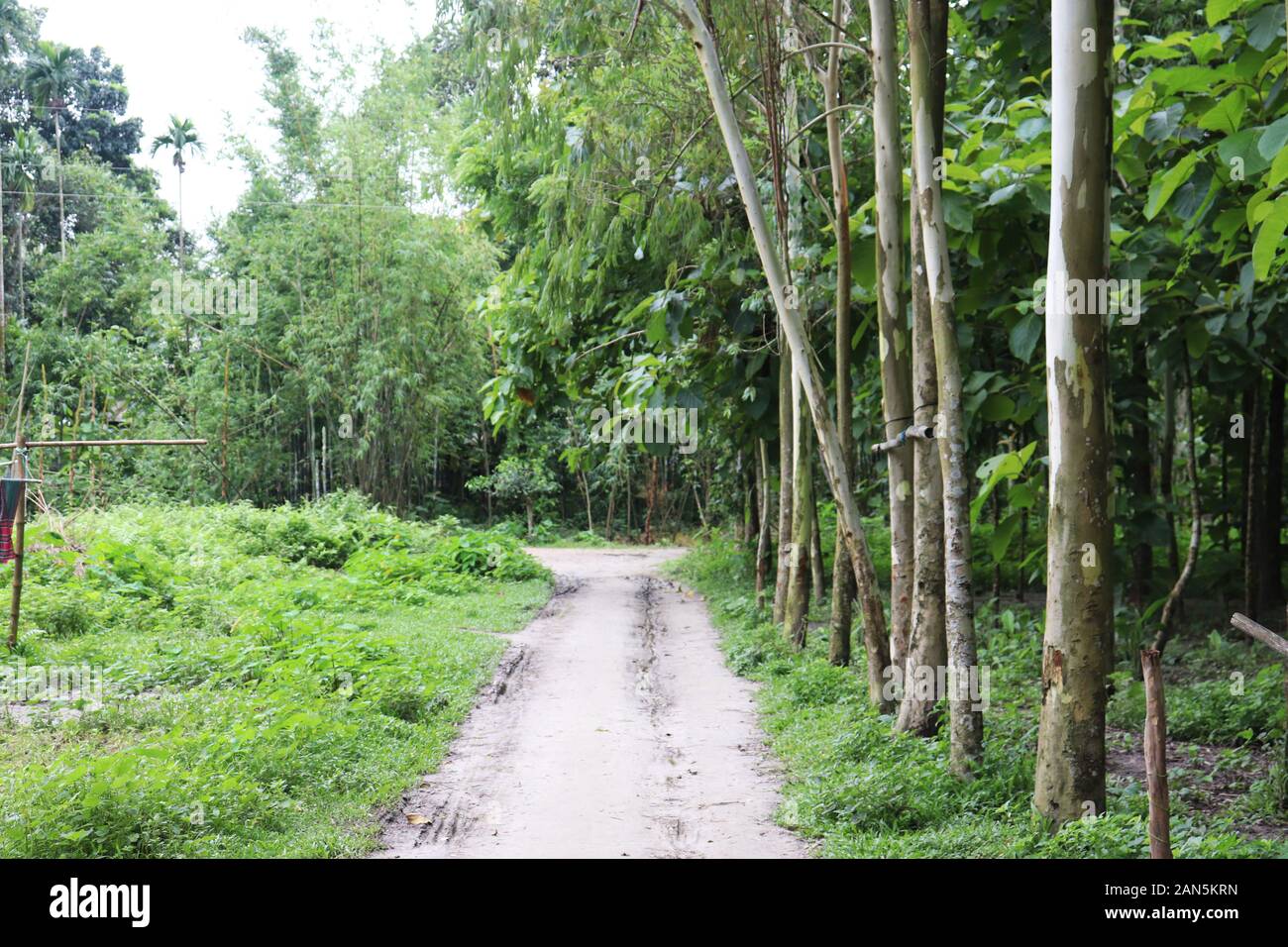 Village Road and Trees. Nature Landscape Village Road in Bangladesh ...