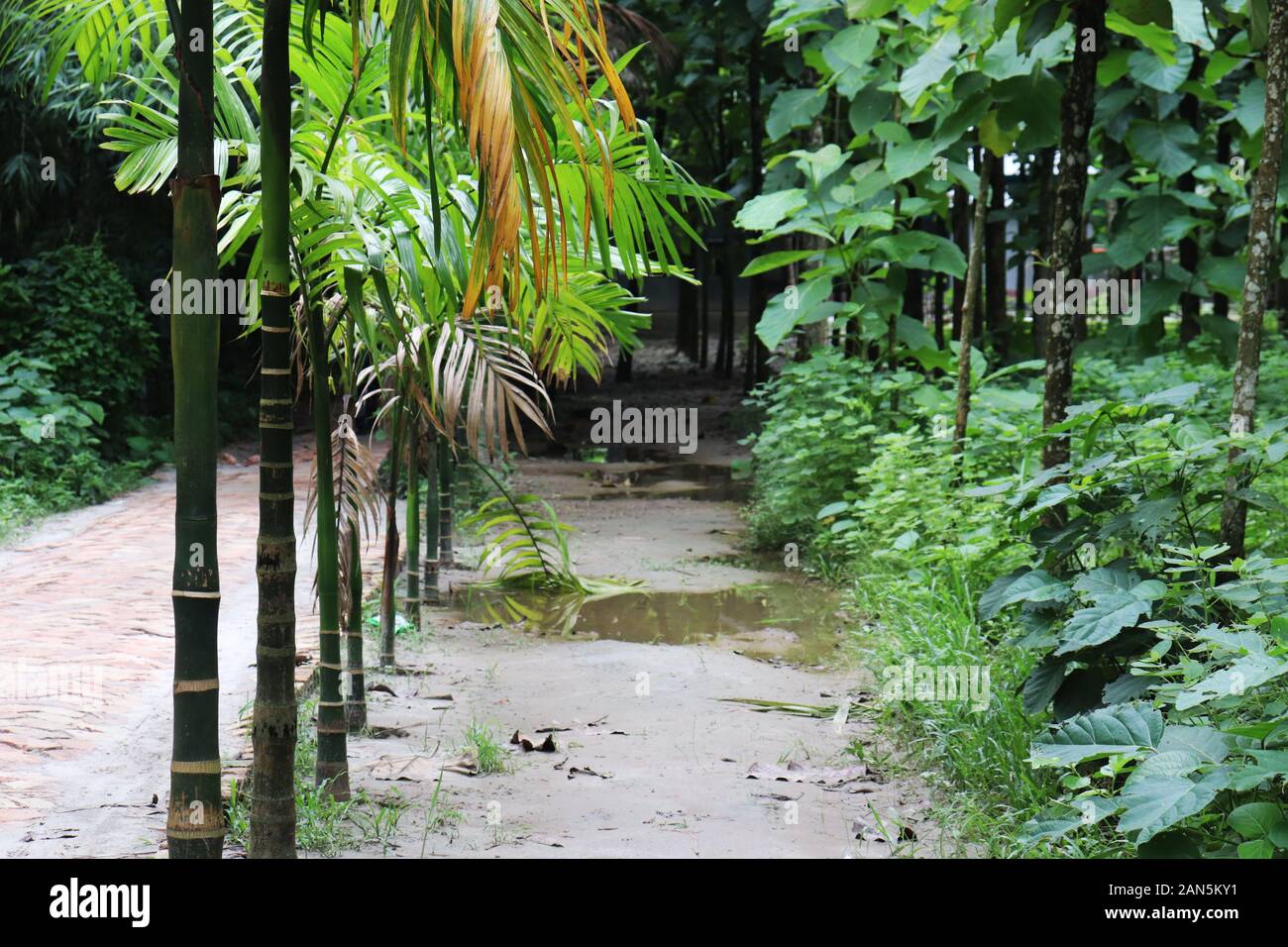 Village Road and Trees. Nature Landscape Village Road in Bangladesh ...