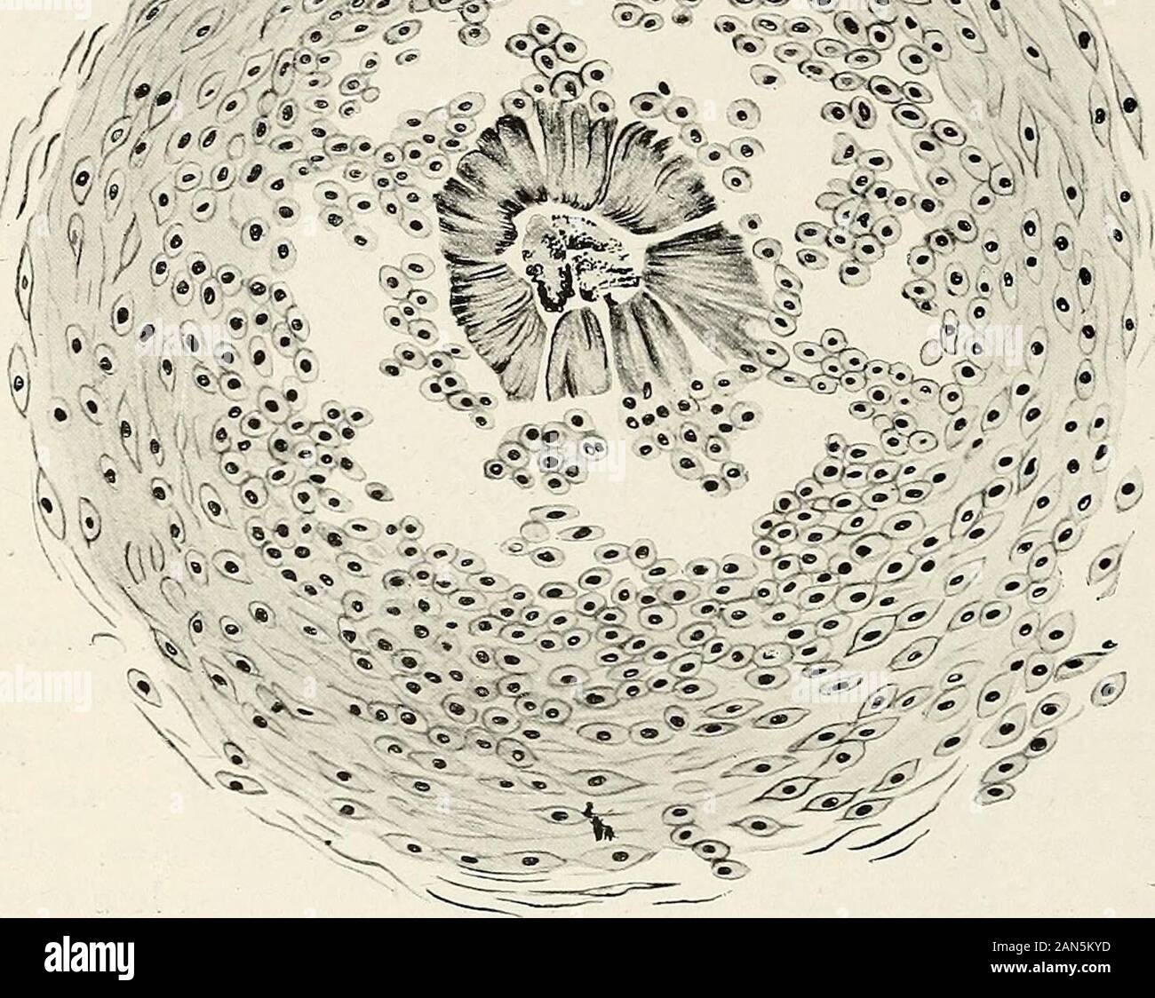 Mycelial network hi-res stock photography and images - Alamy