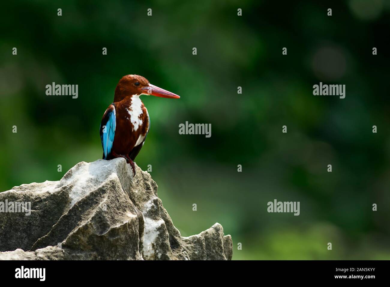 White-throated kingfisher sitting on the rock Stock Photo - Alamy