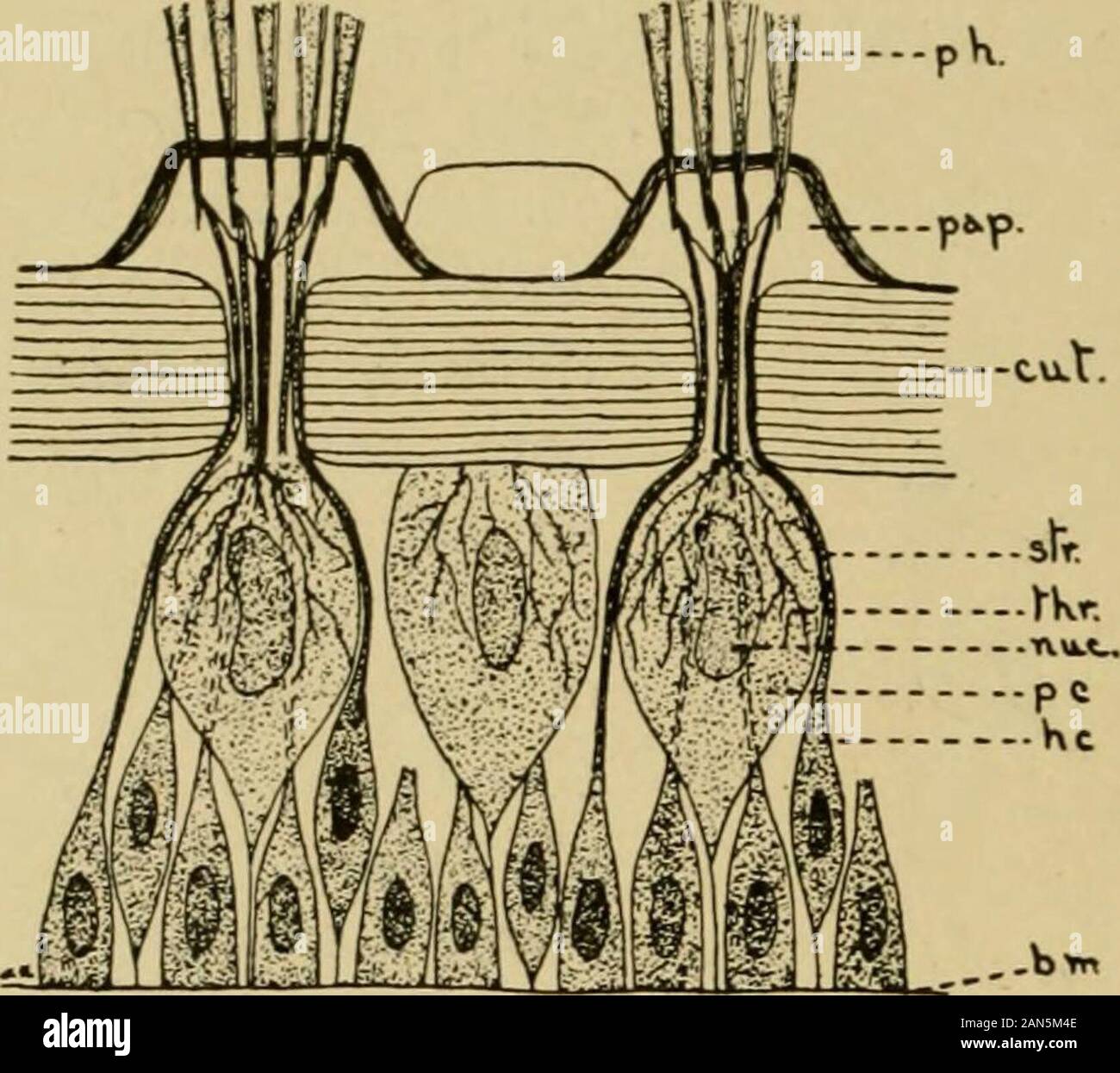 White marked tussock moth hi-res stock photography and images - Alamy