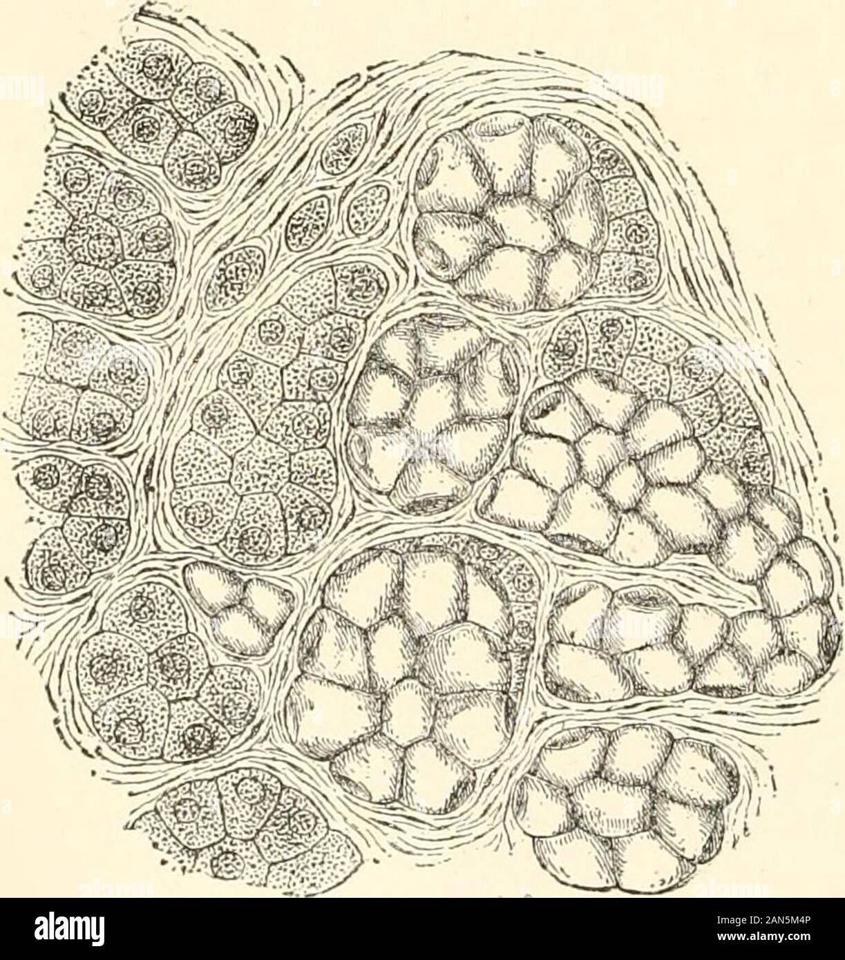 The histology of alveoli hi-res stock photography and images - Alamy