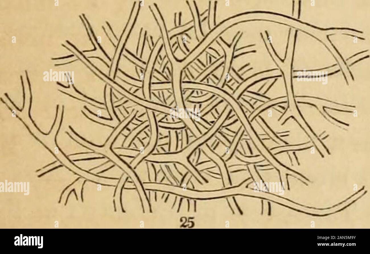 Introduction to structural and systematic botany, and vegetable ...
