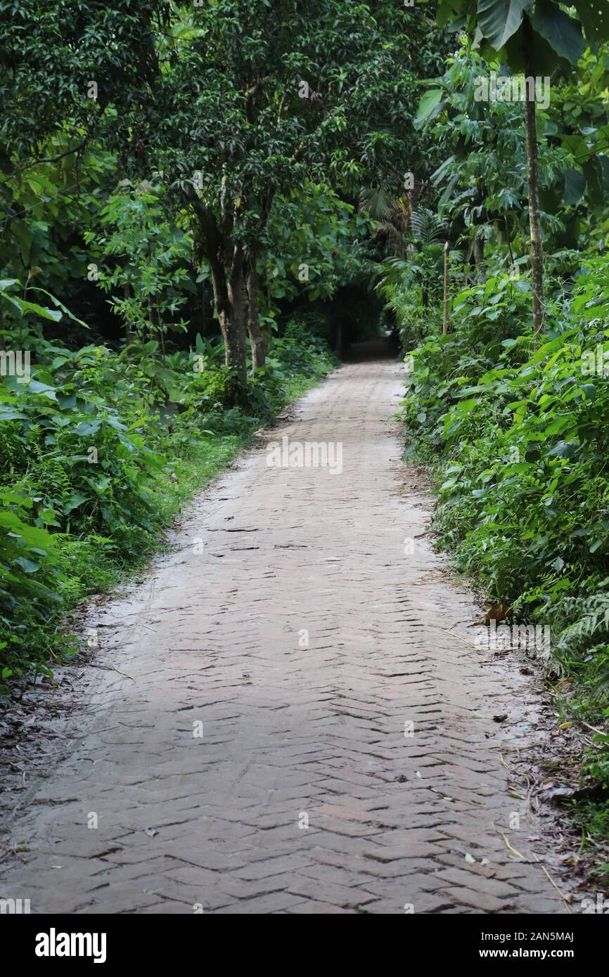 Village Road and Trees. Nature Landscape Village Road in Bangladesh ...