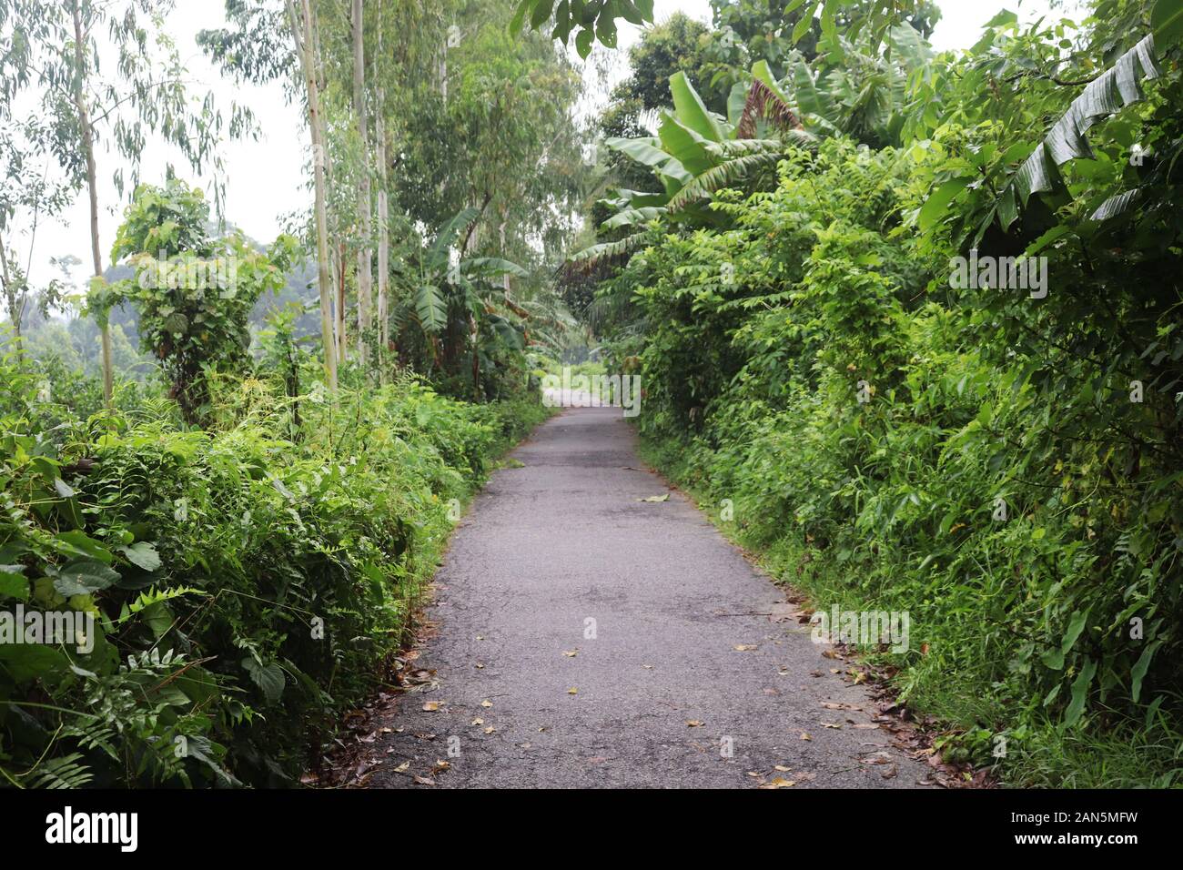 Village Road. Beautiful Village Road in Bangladesh Stock Photo - Alamy