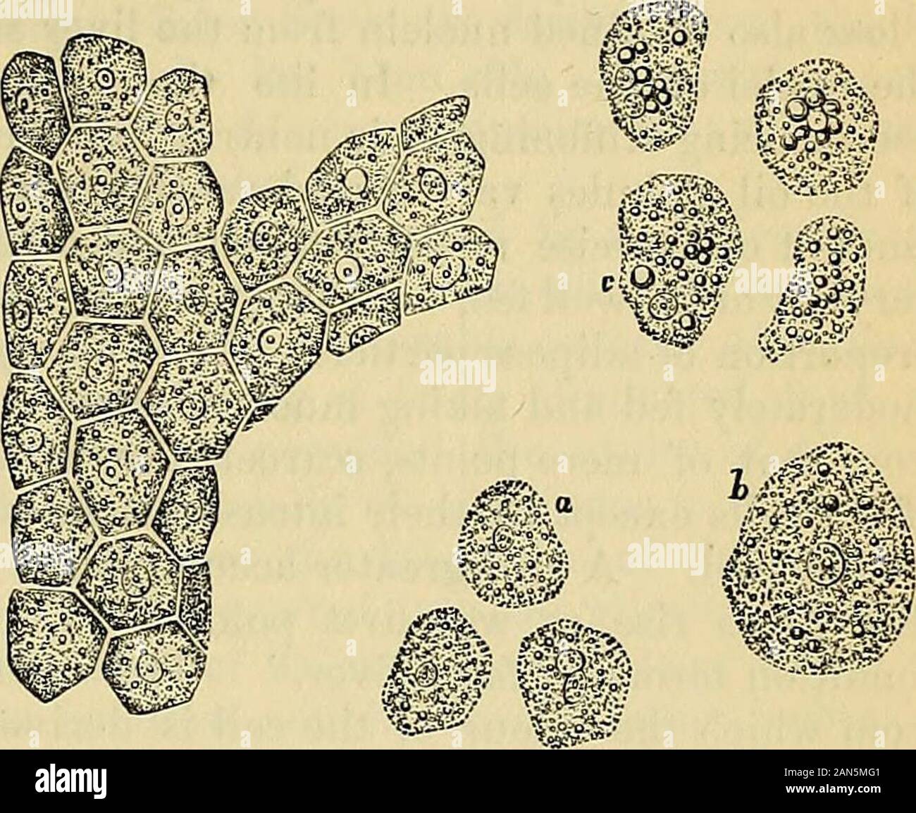 Carpenter's principles of human physiology . Section of Rabbits Liver ...