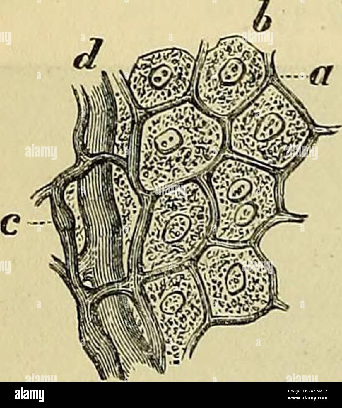 Carpenter's principles of human physiology . Section of an injected ...