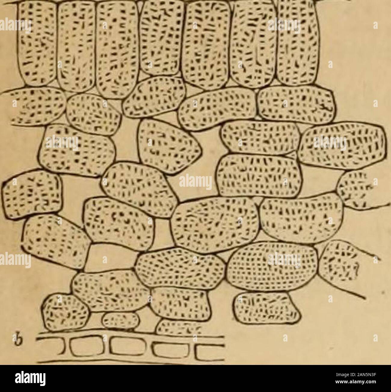 Introduction to structural and systematic botany, and vegetable ...