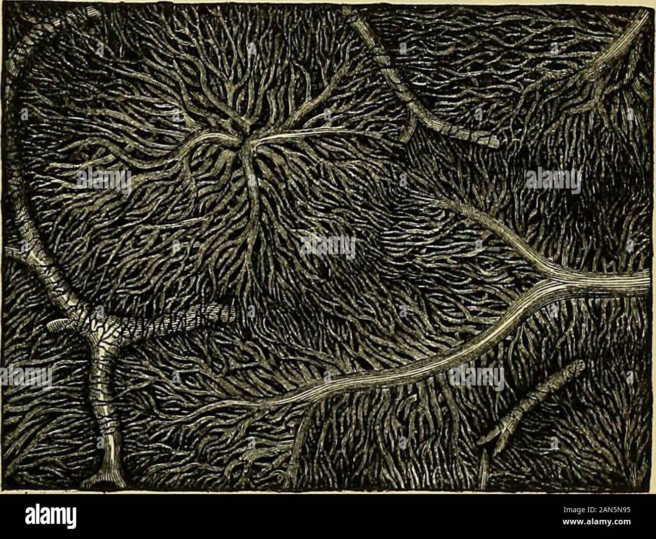 Carpenter's principles of human physiology . Horizontal section of ...