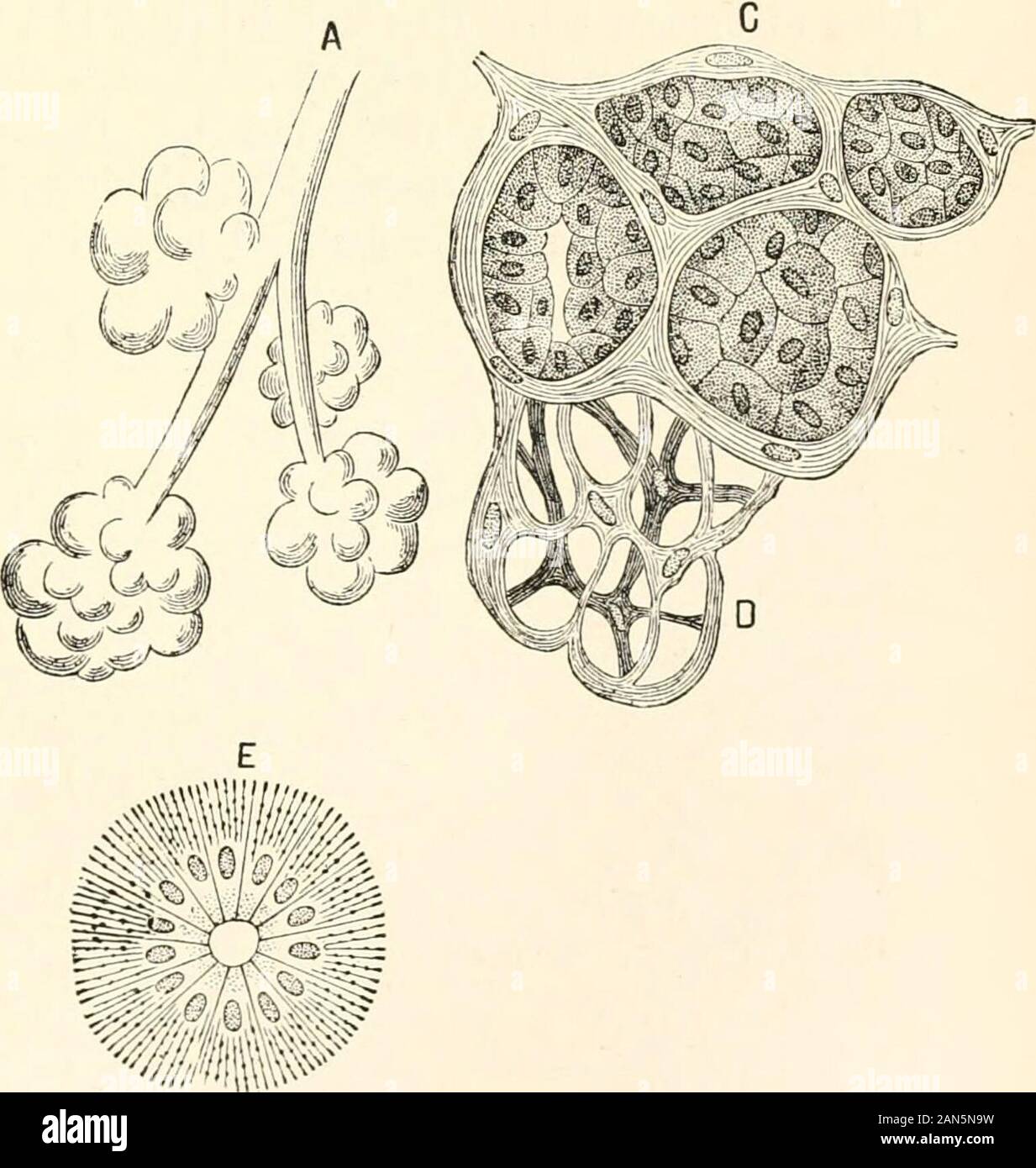 Alveoli histology hi-res stock photography and images - Alamy