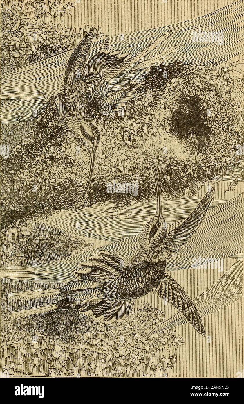 Four feet, wings, and fins . I have seen the picture of a goat-sucker ...