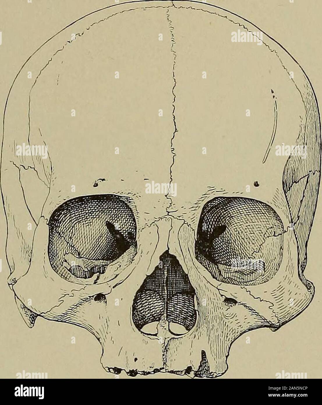 Alveolar bones hi-res stock photography and images - Alamy