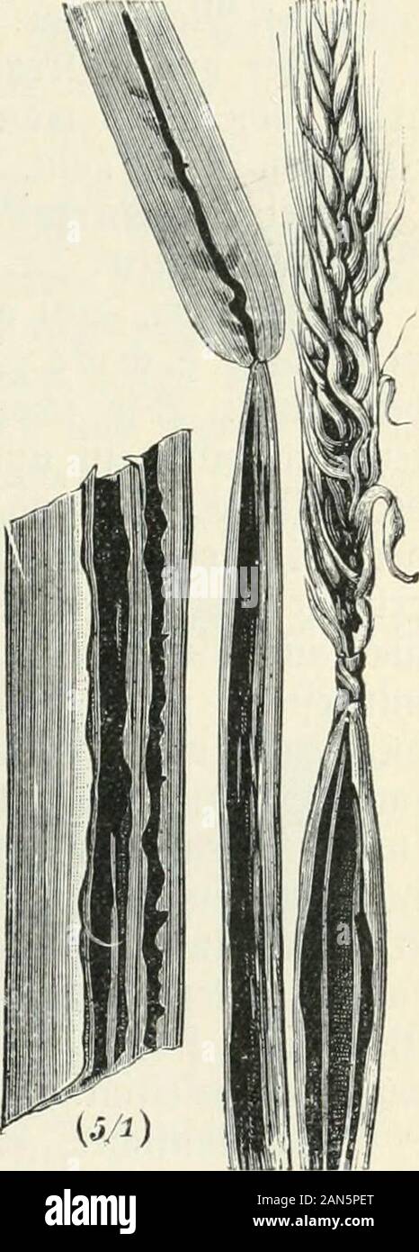 Frube hi-res stock photography and images - Alamy