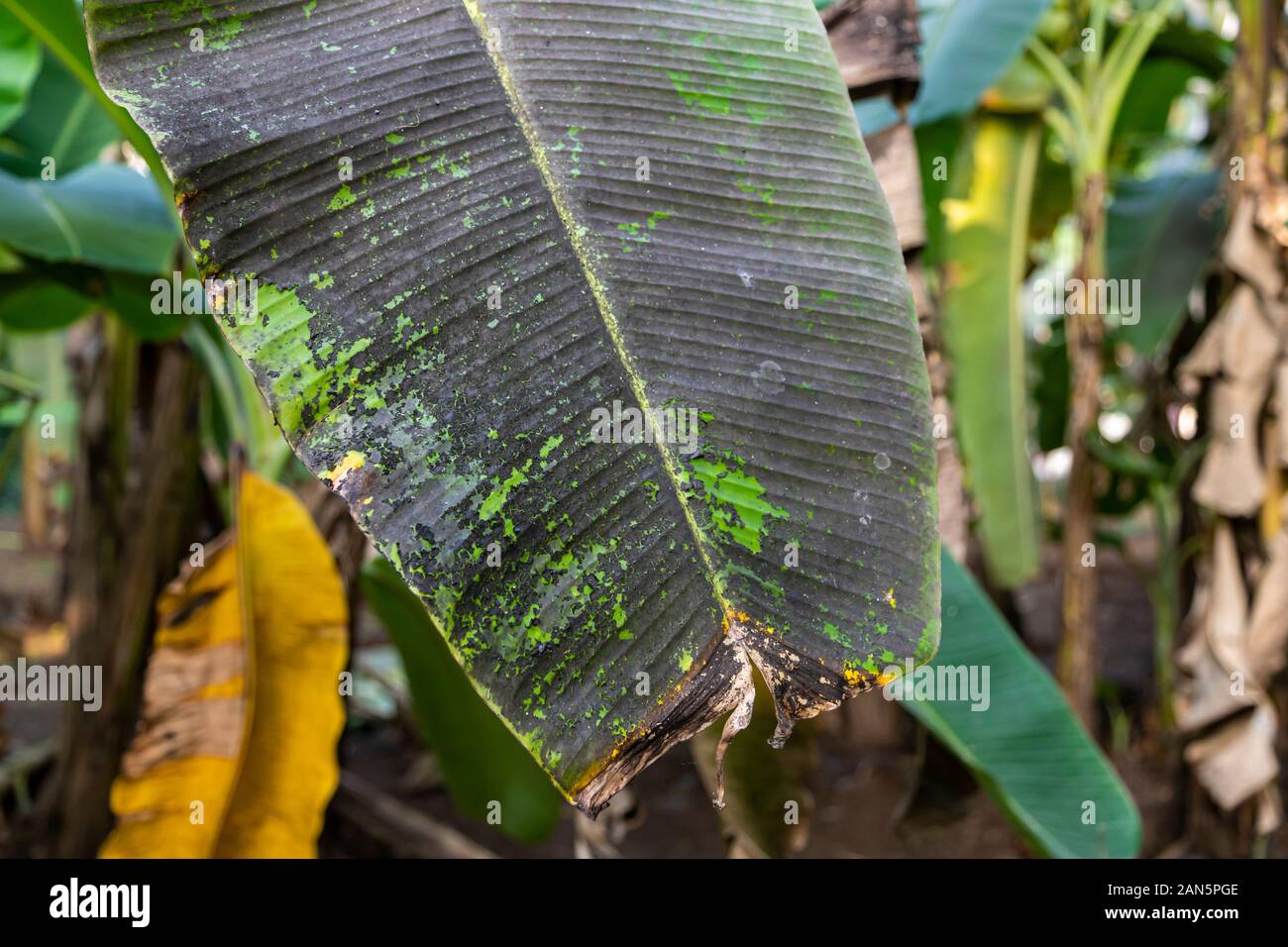 Banana Tree Leaves Poisonous
