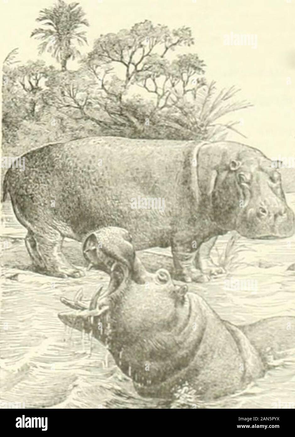 Un hippopotame hi-res stock photography and images - Alamy