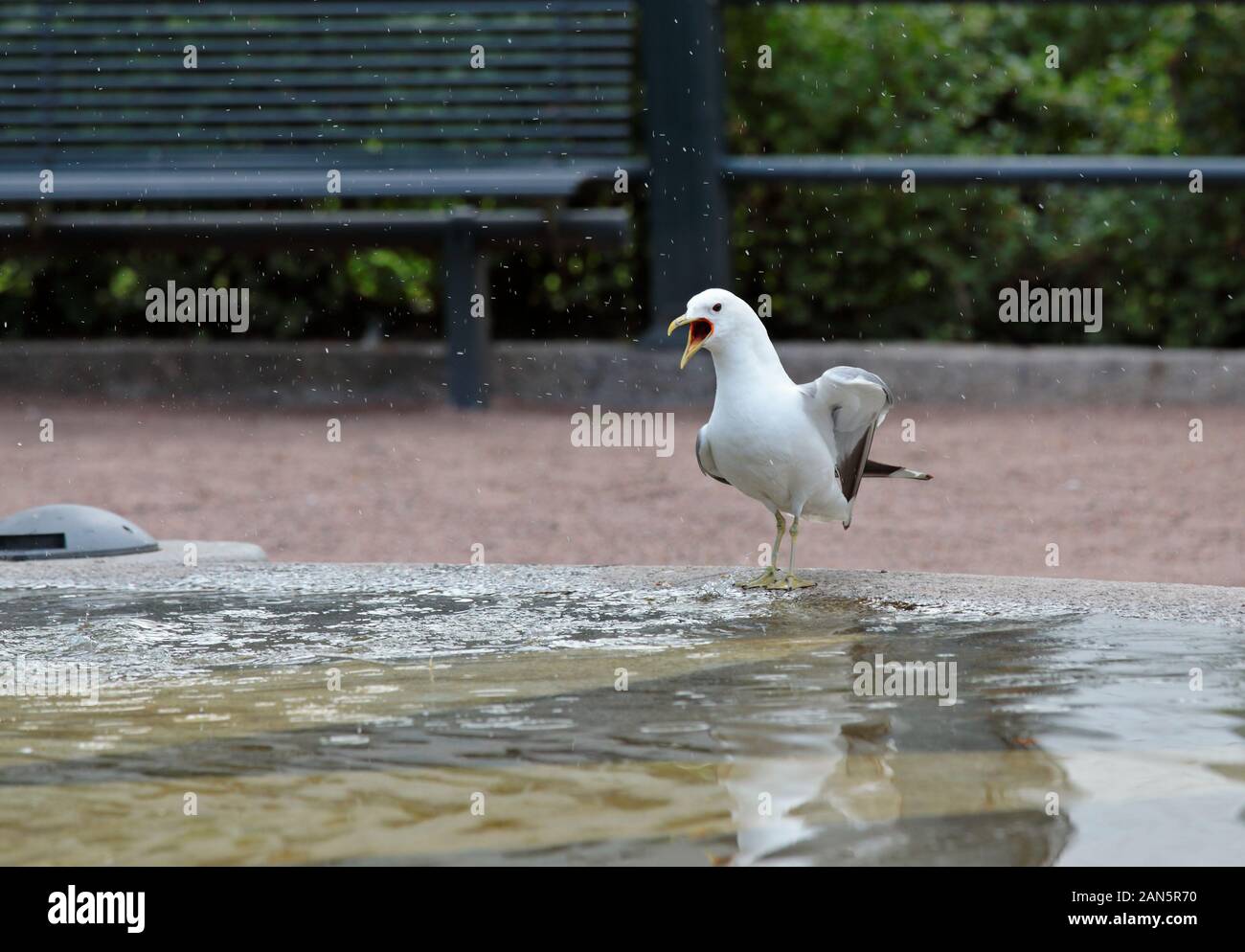 Summer splash animal hi-res stock photography and images - Alamy