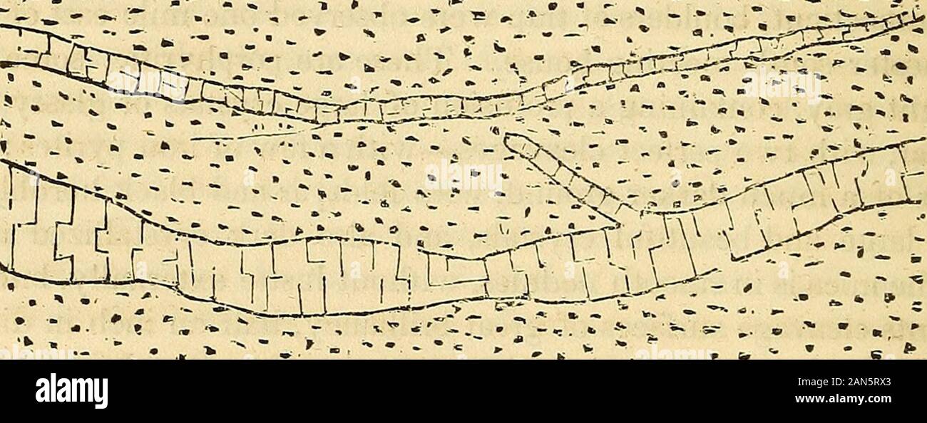 Two parallel veins hi-res stock photography and images - Alamy