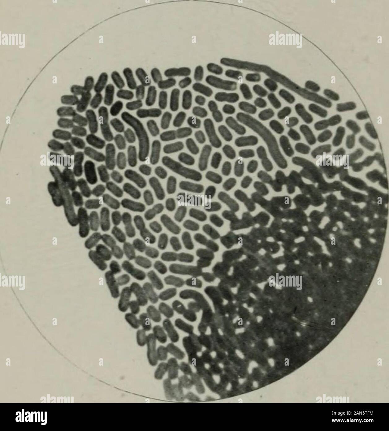 Micrococcus hi-res stock photography and images - Alamy