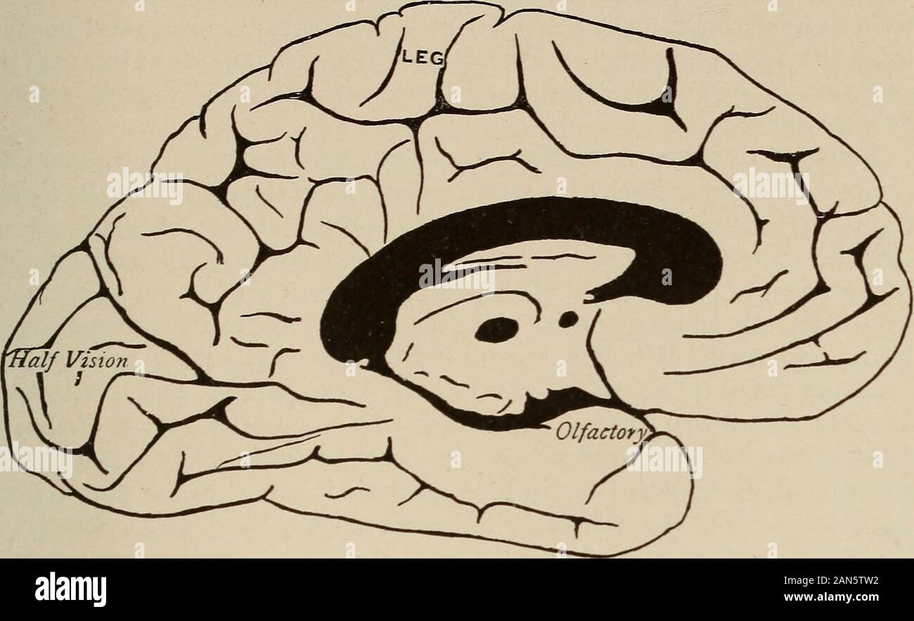 Nervous and mental diseases . n was formerly thought. The functional ...