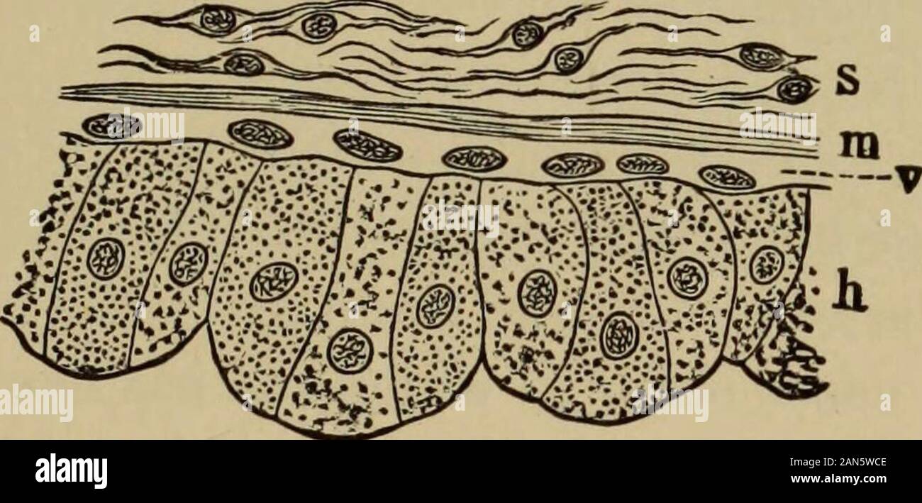 Text-book of ophthalmology . is therefore designated as the retinal ...
