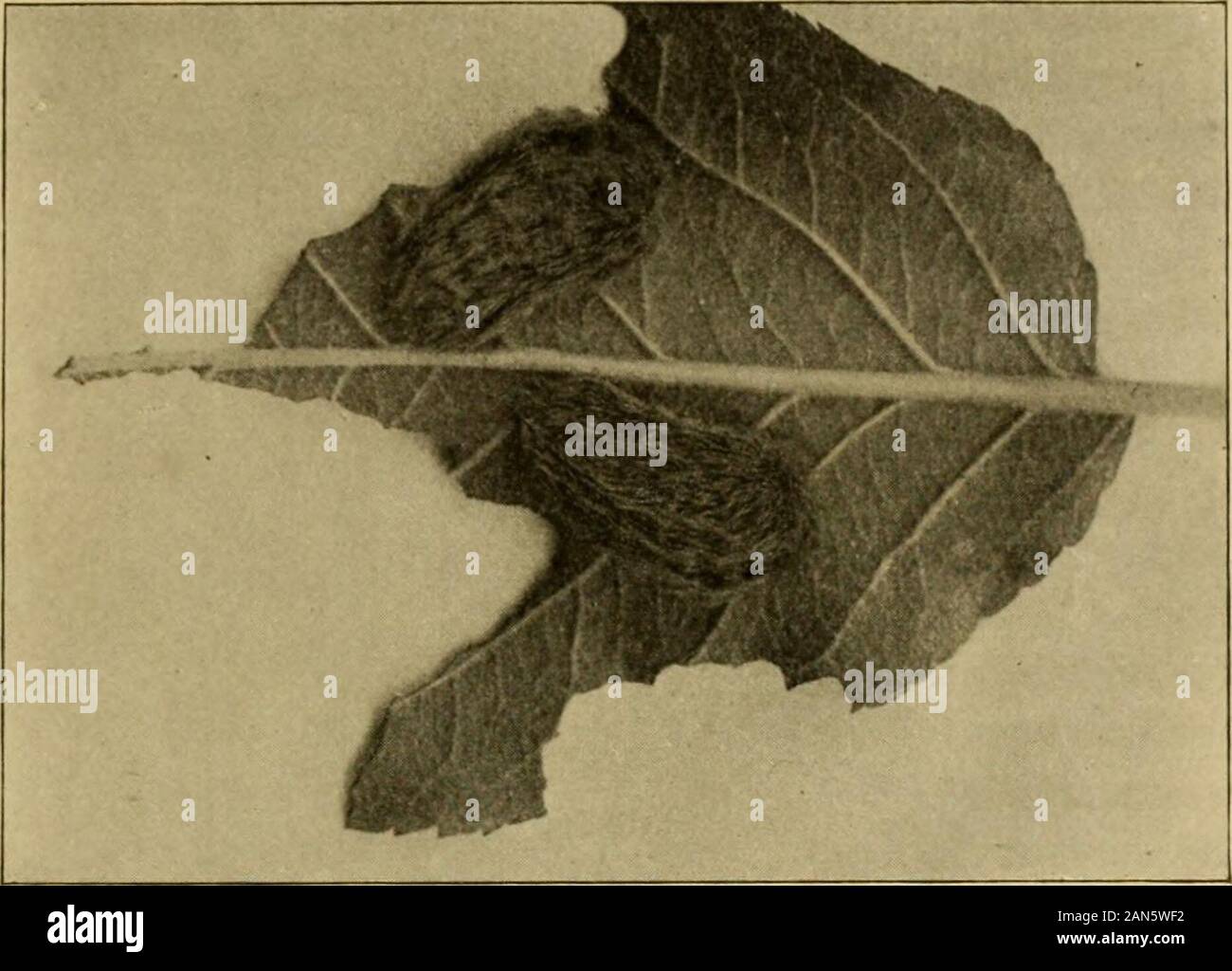 Handbook of medical entomology . aligned caterpillar, the larva of the ...