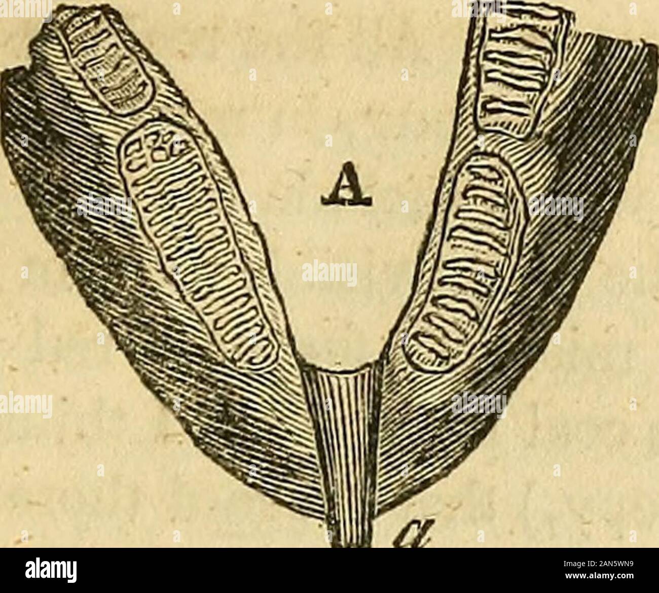 Elephant teeth drawing hi-res stock photography and images - Alamy