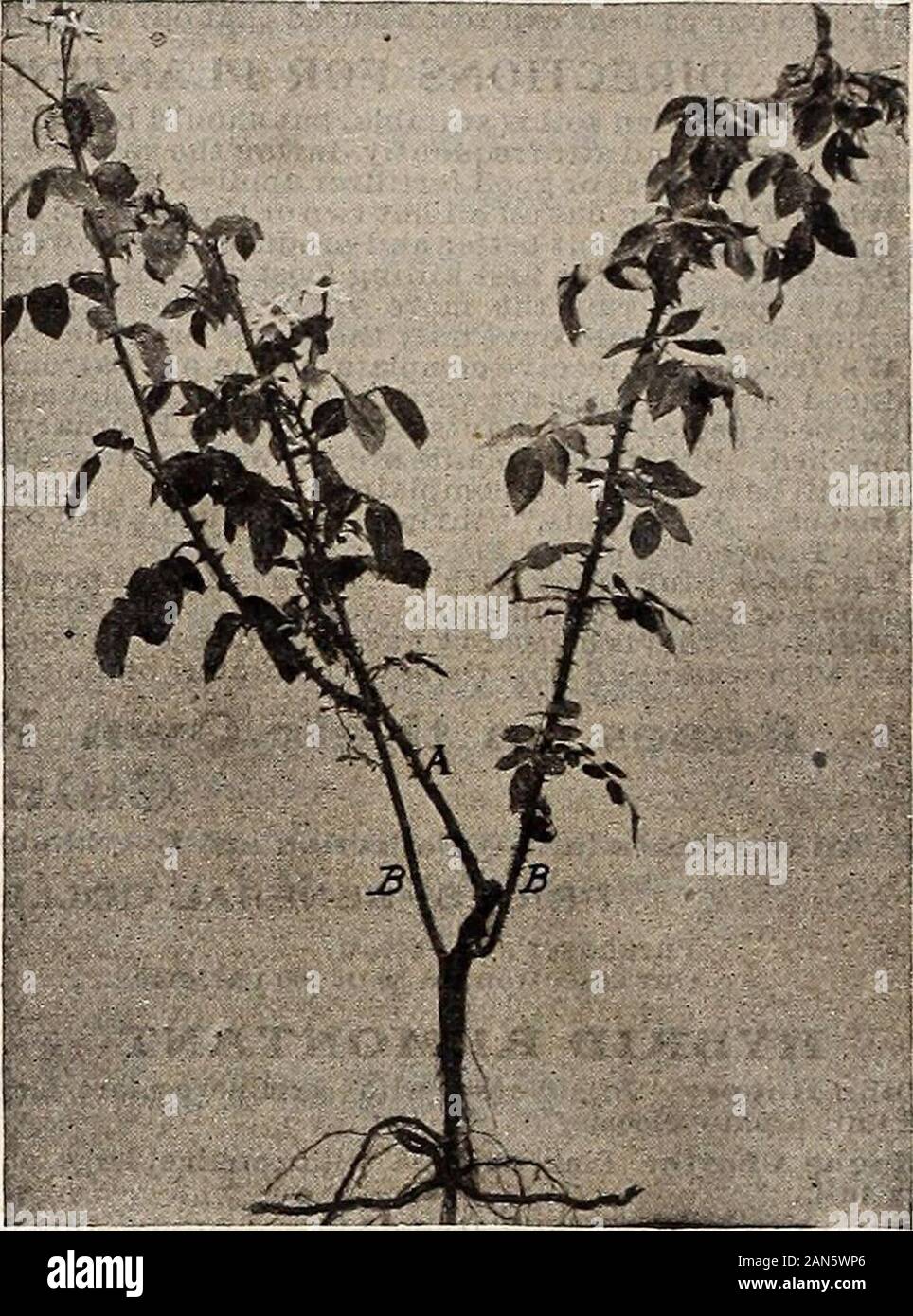 Lamarque climbing rose hi-res stock photography and images - Alamy