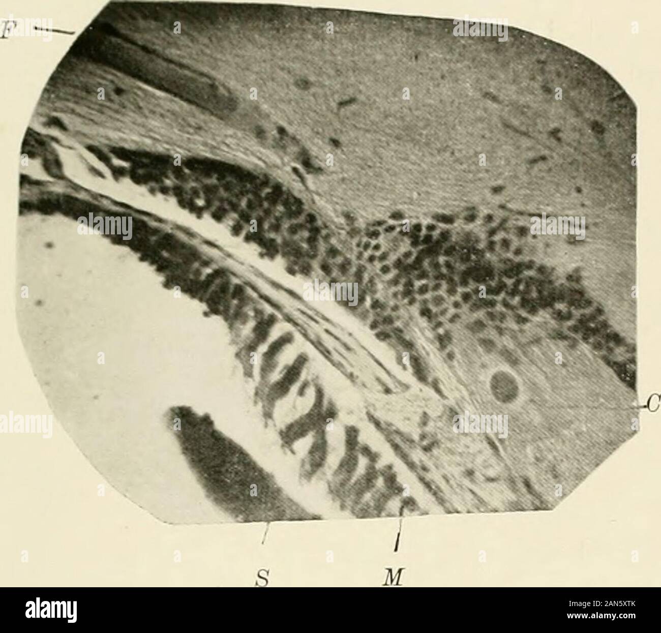 The anatomy of the common squid, Loligo pealii, Lesueur . mble closely ...