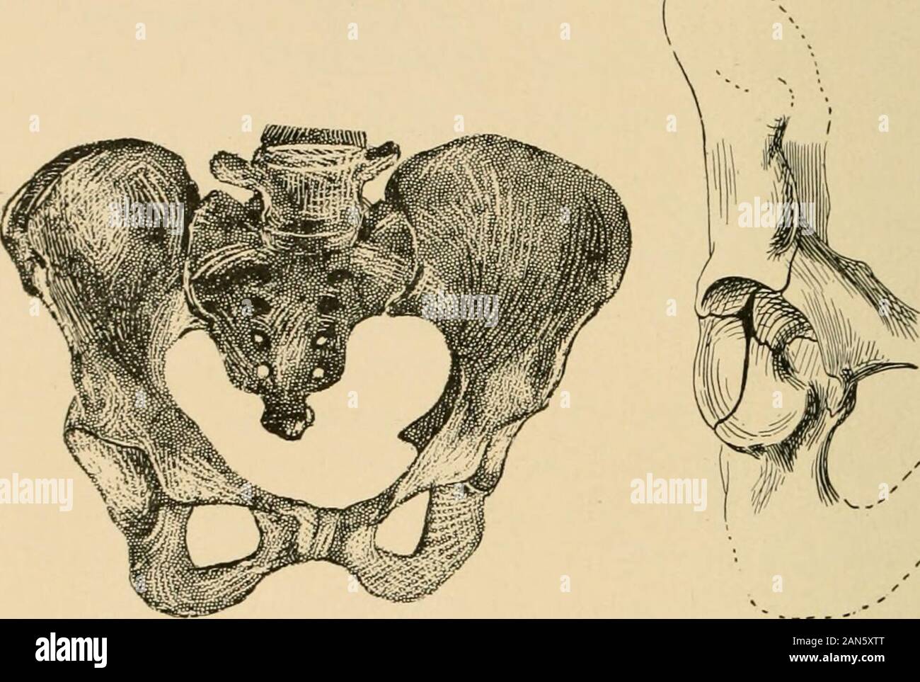 Pelvic displacement hi-res stock photography and images - Alamy