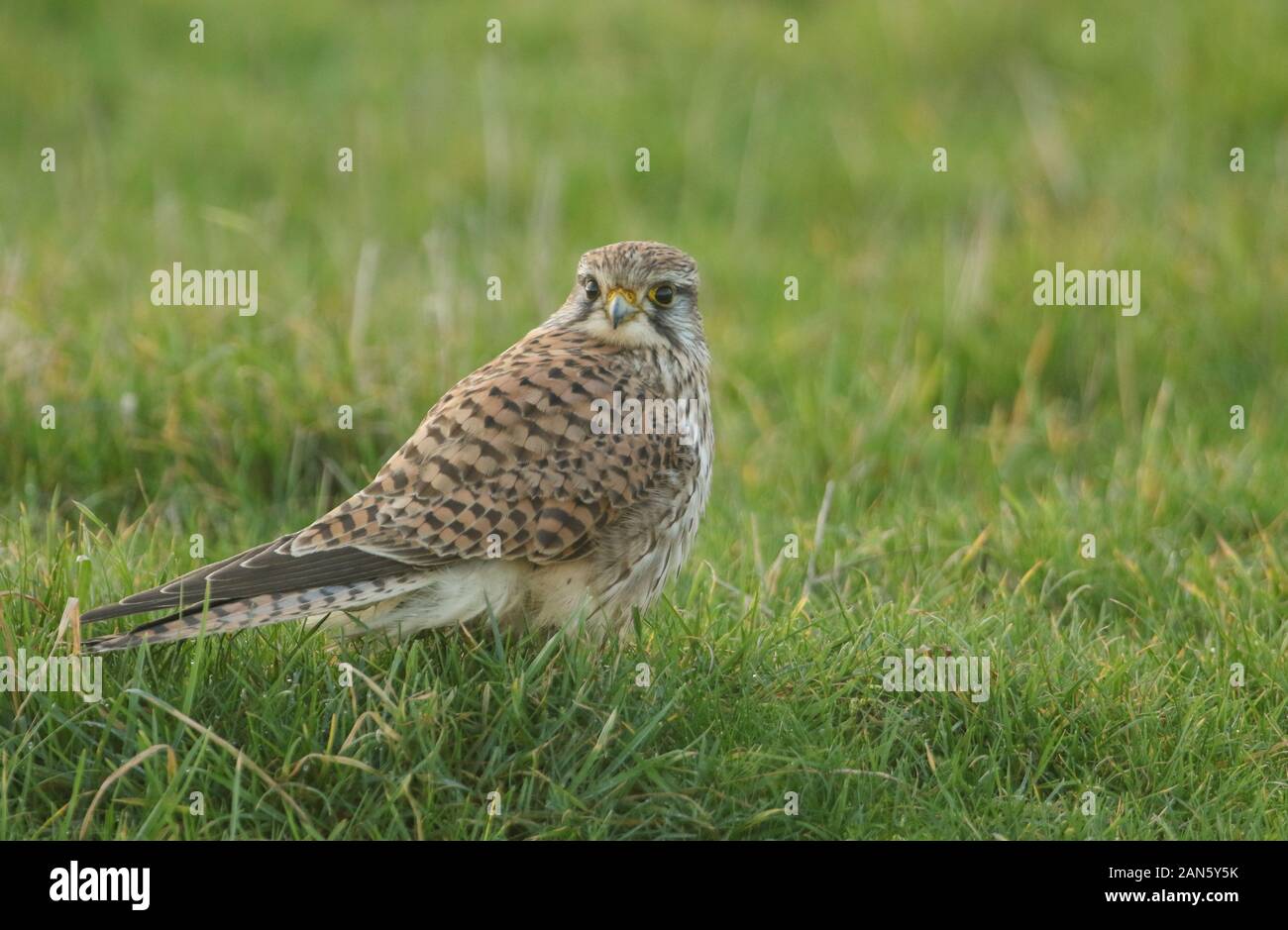 Capturing insects hi-res stock photography and images - Alamy
