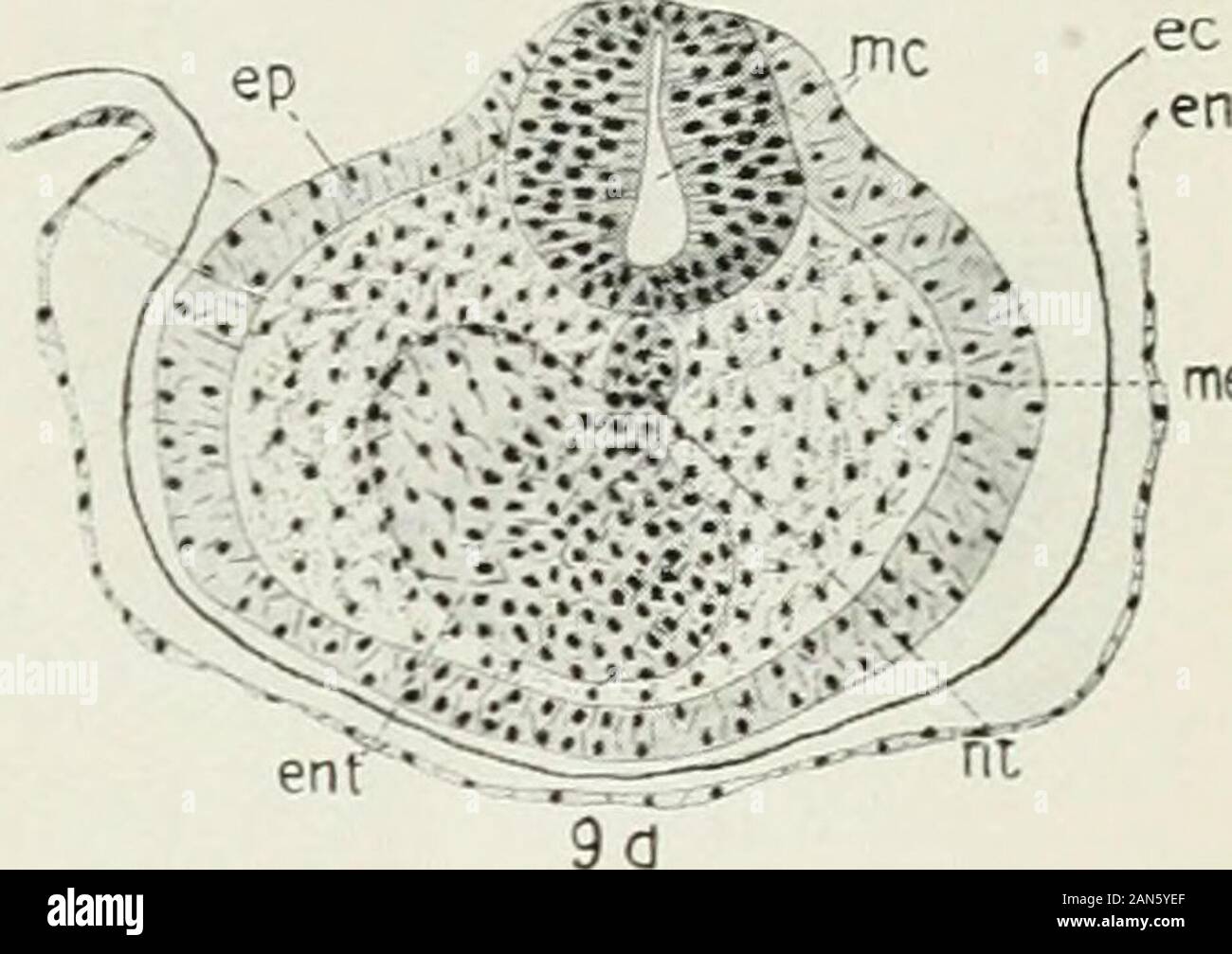 The alligator and its allies . WK. ^ ^y^ ec Dip ^ —v^ en ..s^t^^ifc ...